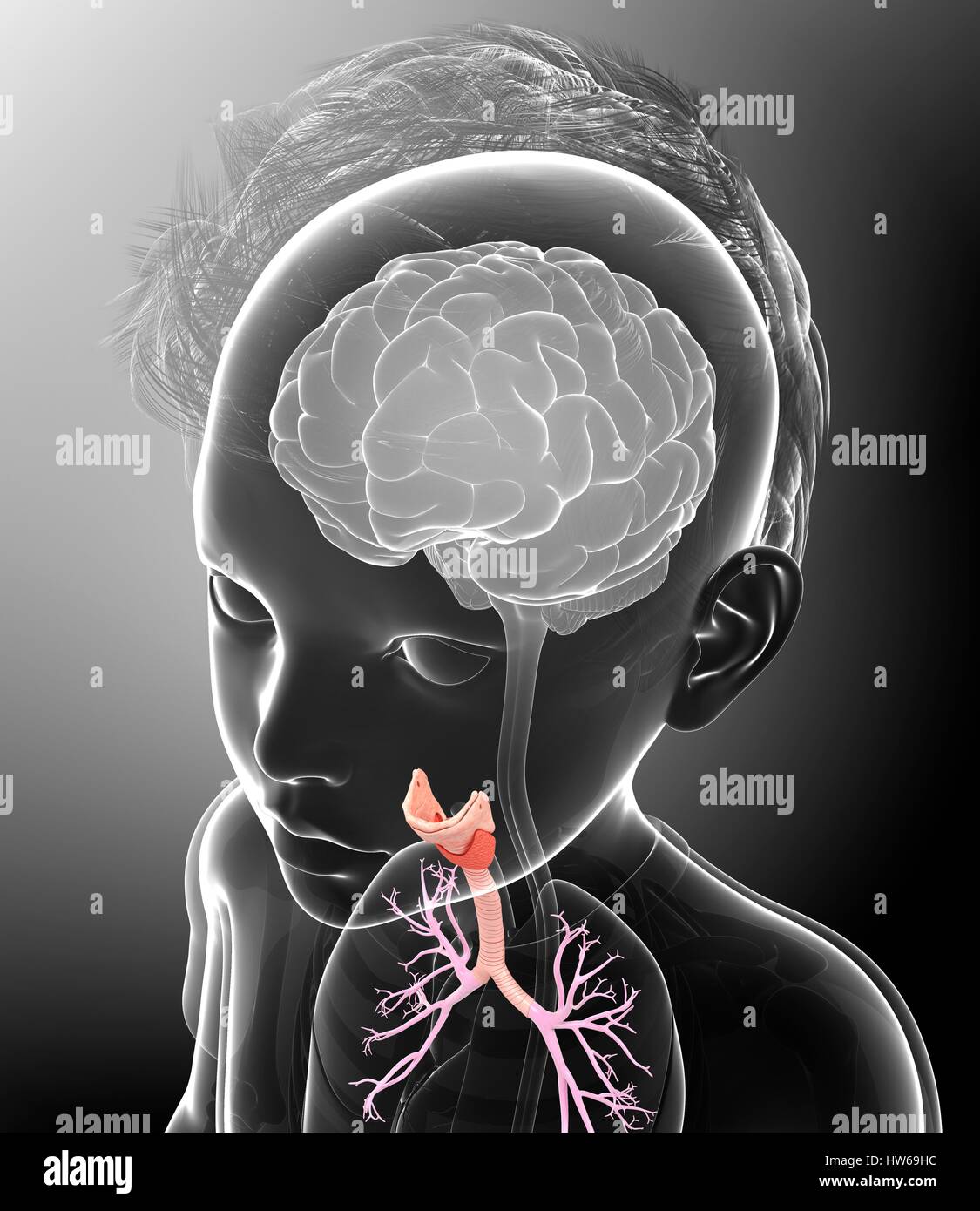 Illustration of a child's trachea and bronchi Stock Photo - Alamy