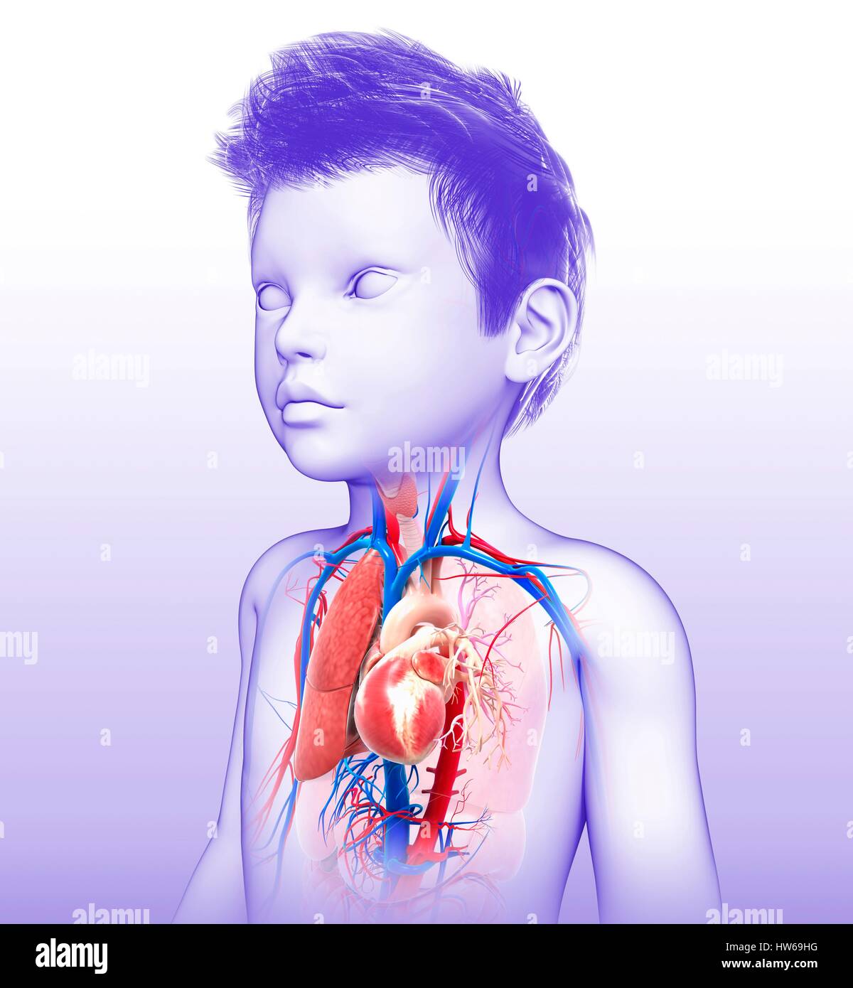 Illustration of a child's heart-lung system Stock Photo - Alamy
