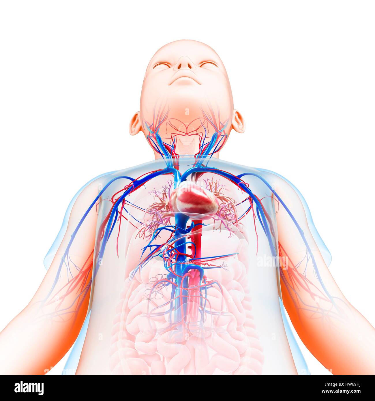 Illustration of a child's cardiovascular system Stock Photo - Alamy