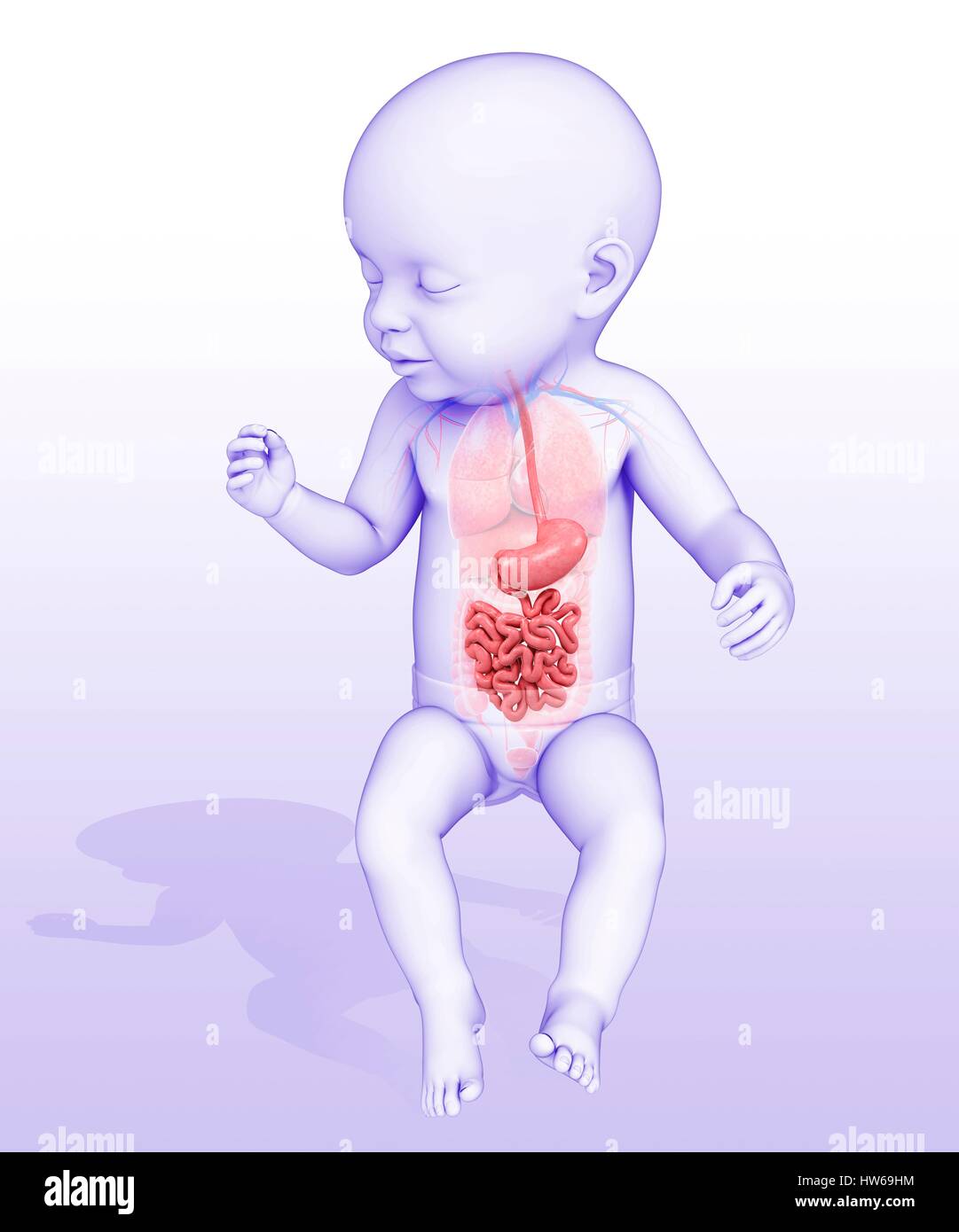 Baby Digestive System baby-digestive-system