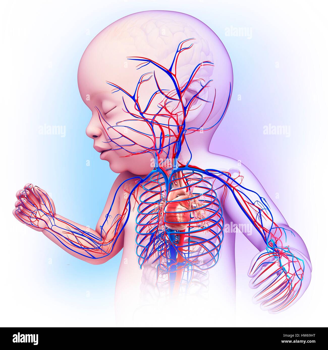 Illustration of a baby's cardiovascular system Stock Photo - Alamy