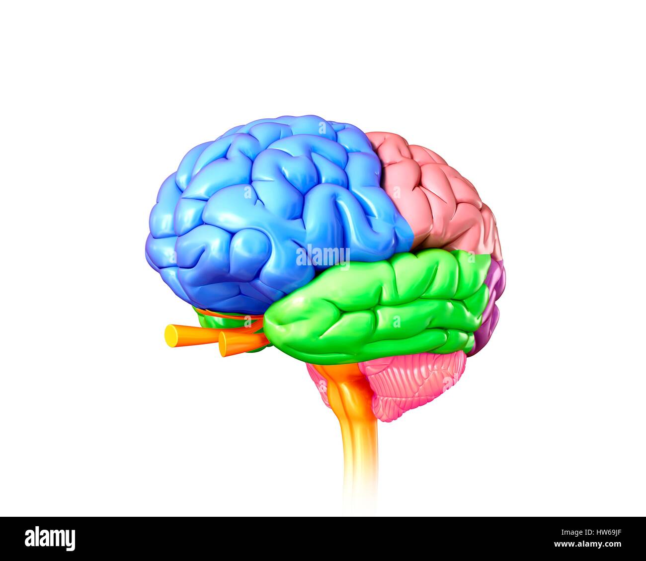 Illustration of human brain regions Stock Photo - Alamy