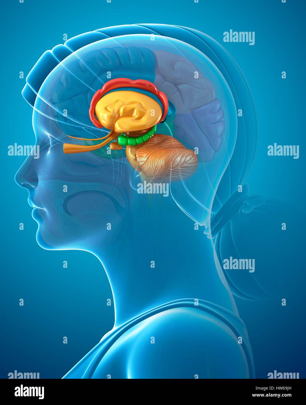 Illustration of female brain structures Stock Photo - Alamy