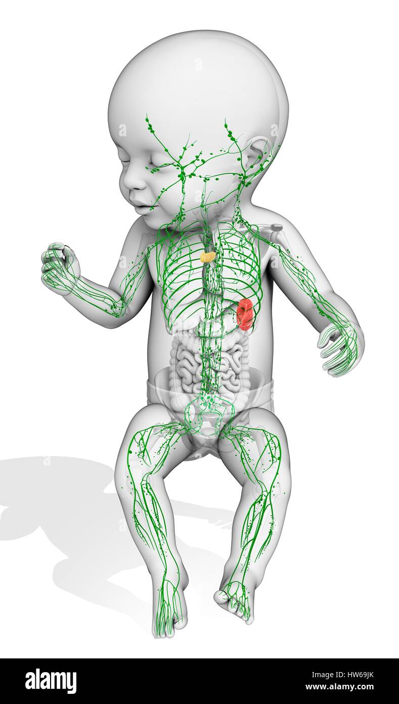 Lymphatic system hi-res stock photography and images - Alamy