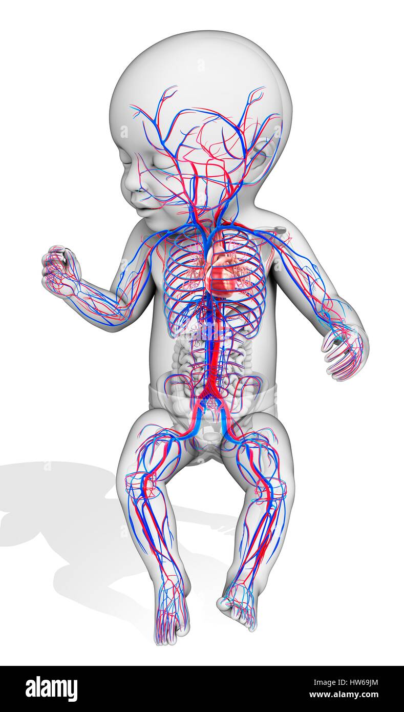 Illustration of a baby's circulatory system Stock Photo - Alamy