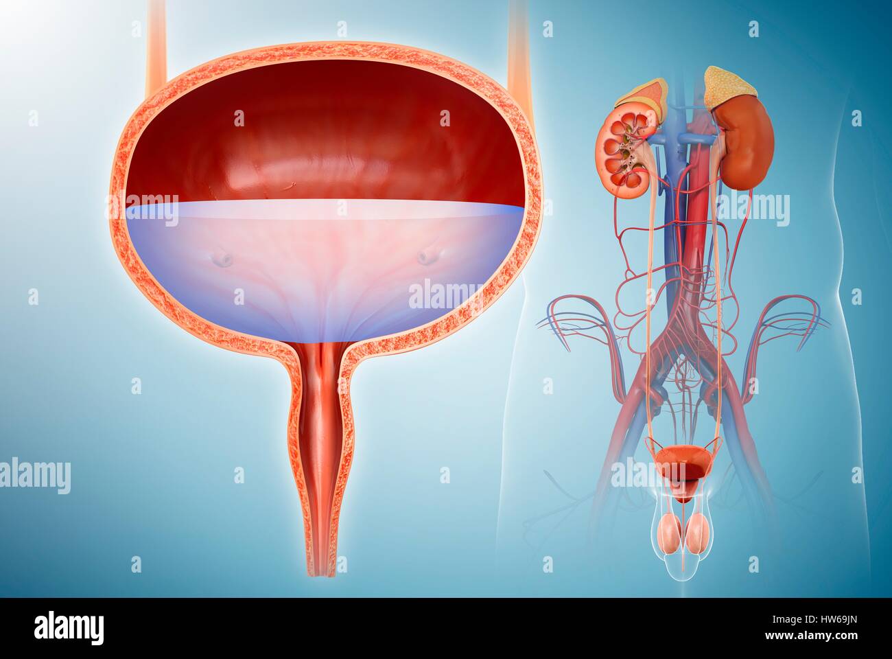 Illustration of a male bladder and urinary system Stock Photo - Alamy