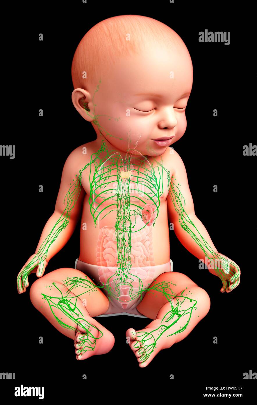 Illustration of a baby's lymphatic system Stock Photo - Alamy