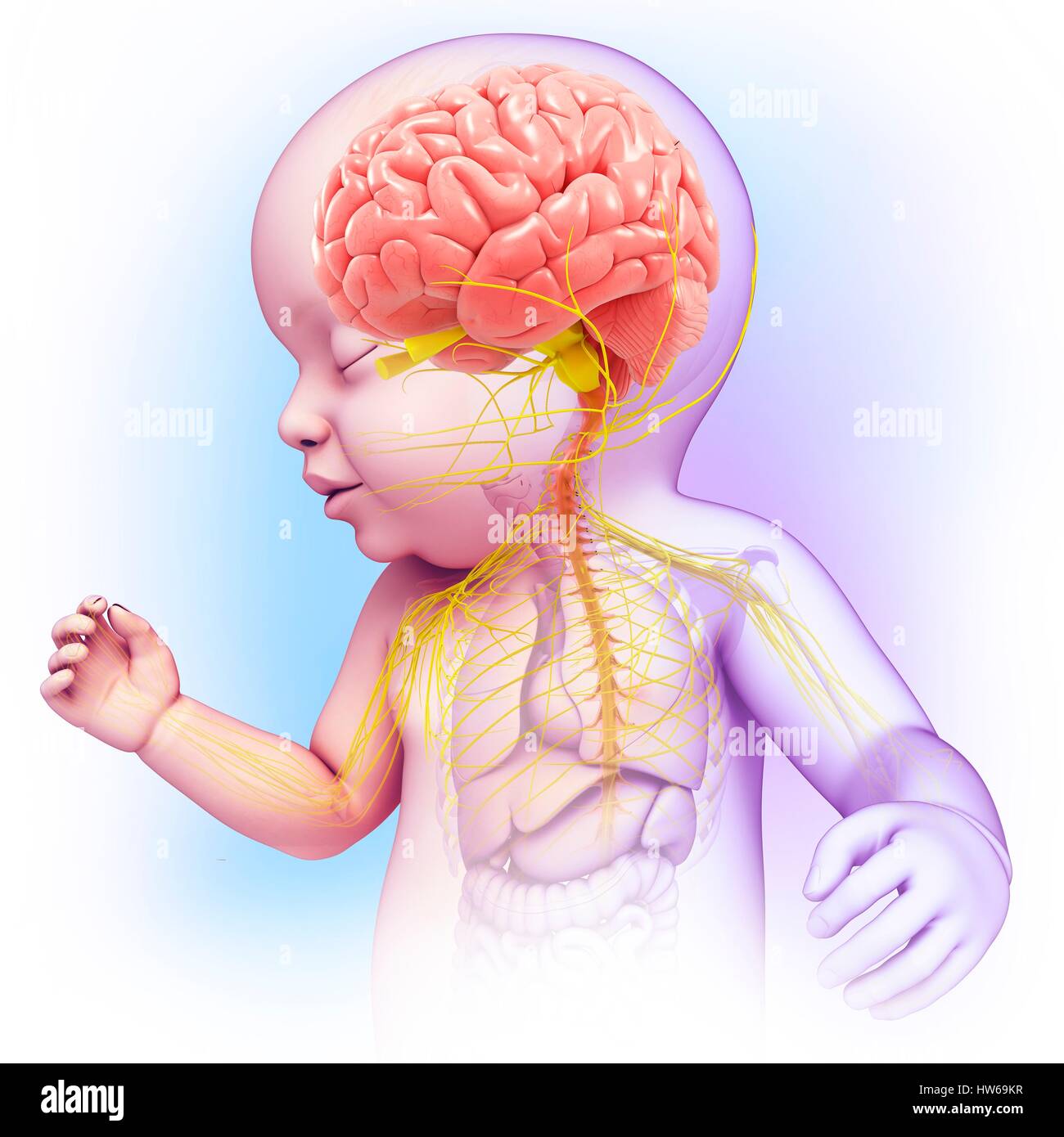 Illustration of a baby's brain and nervous system Stock Photo - Alamy