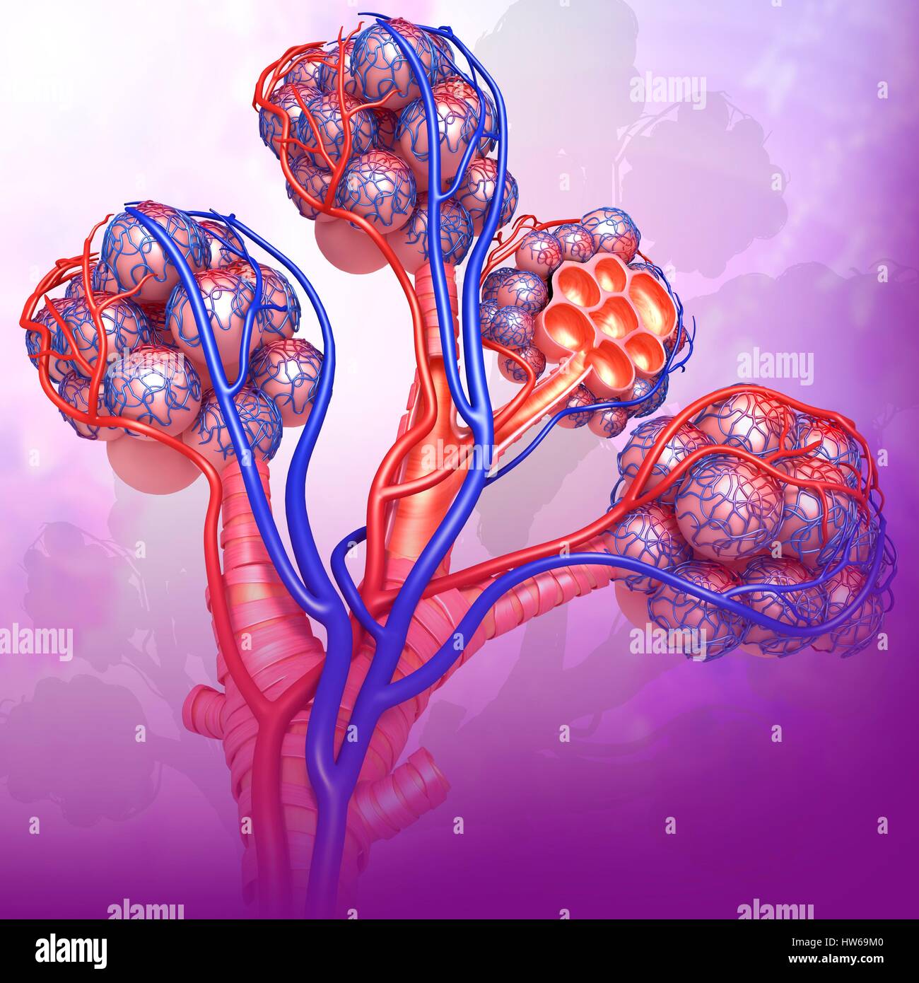 Alveoli and capillaries hi-res stock photography and images - Alamy