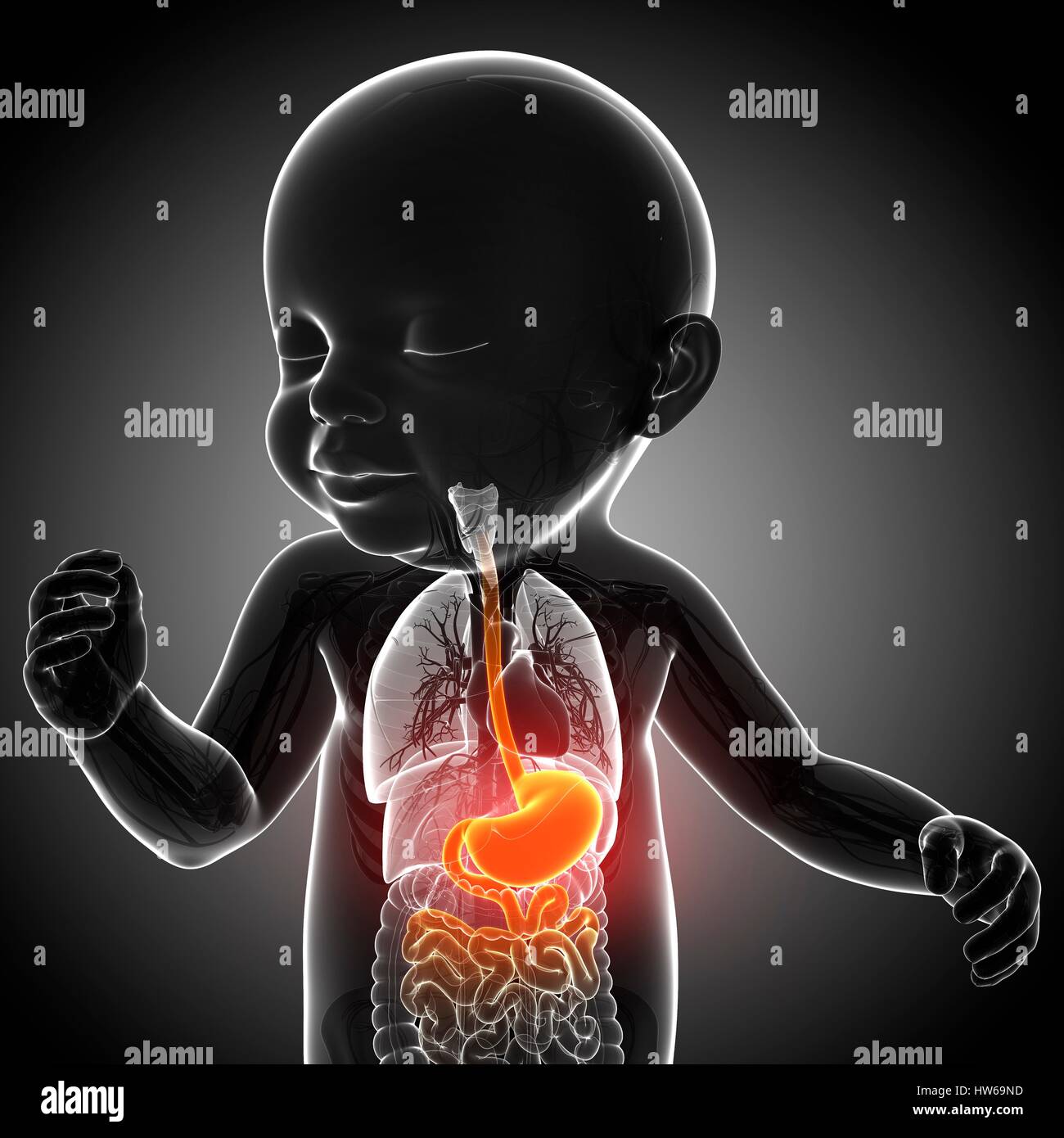 Illustration of a baby's stomach anatomy Stock Photo - Alamy