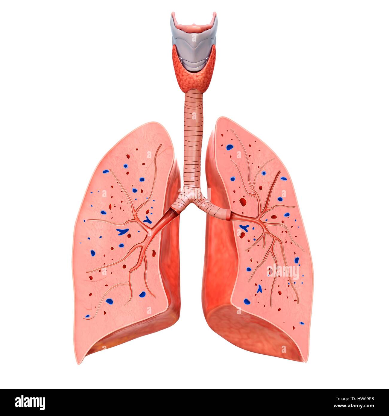 Trachea Cross Section