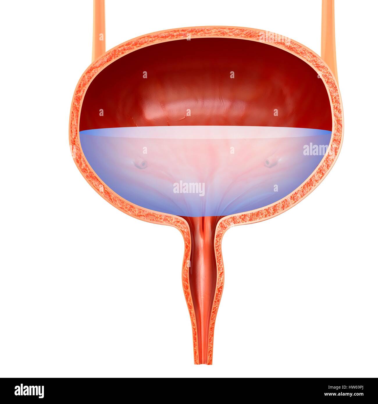 Illustration of human bladder anatomy Stock Photo - Alamy