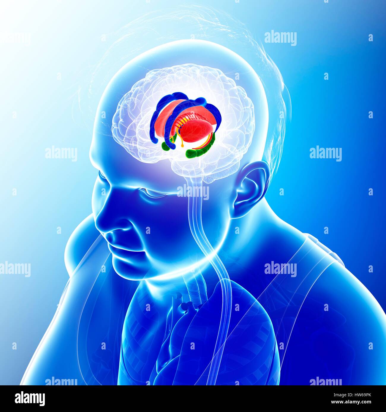 Illustration of male brain structures Stock Photo - Alamy