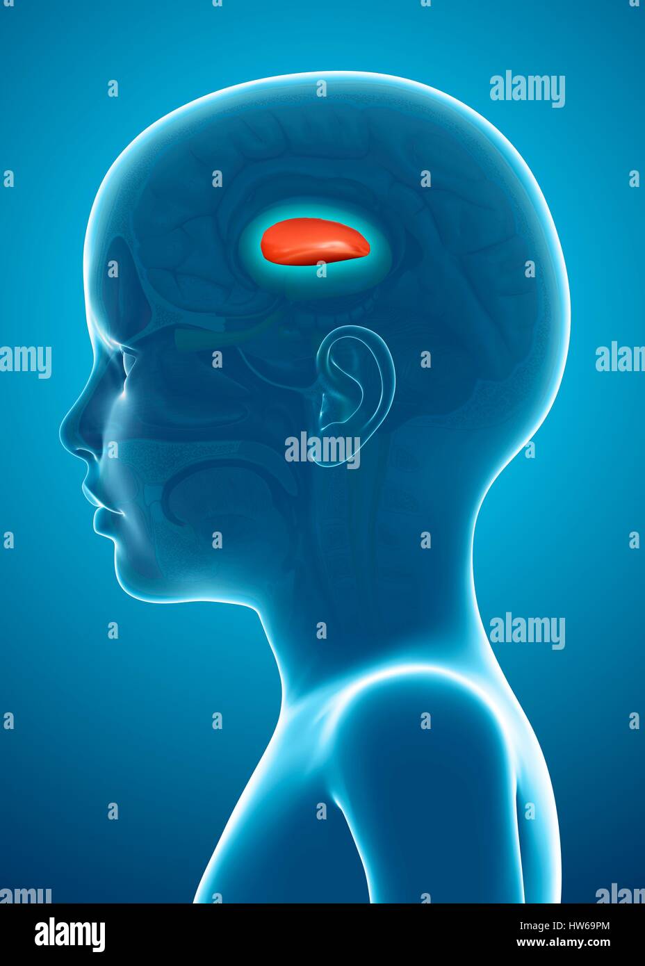 Putamen hi-res stock photography and images - Alamy