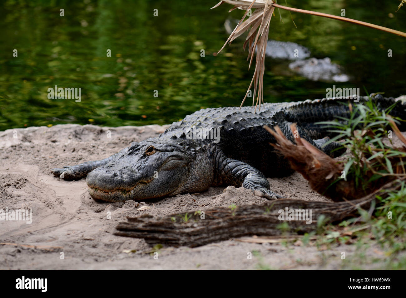 alligator by water on sand Stock Photo - Alamy