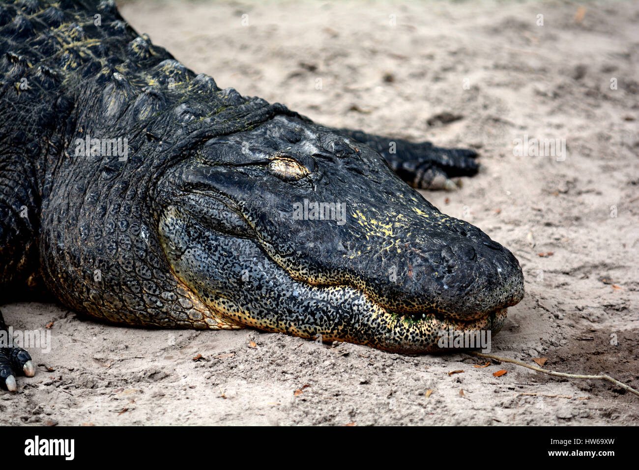 alligator in sand close up Stock Photo - Alamy