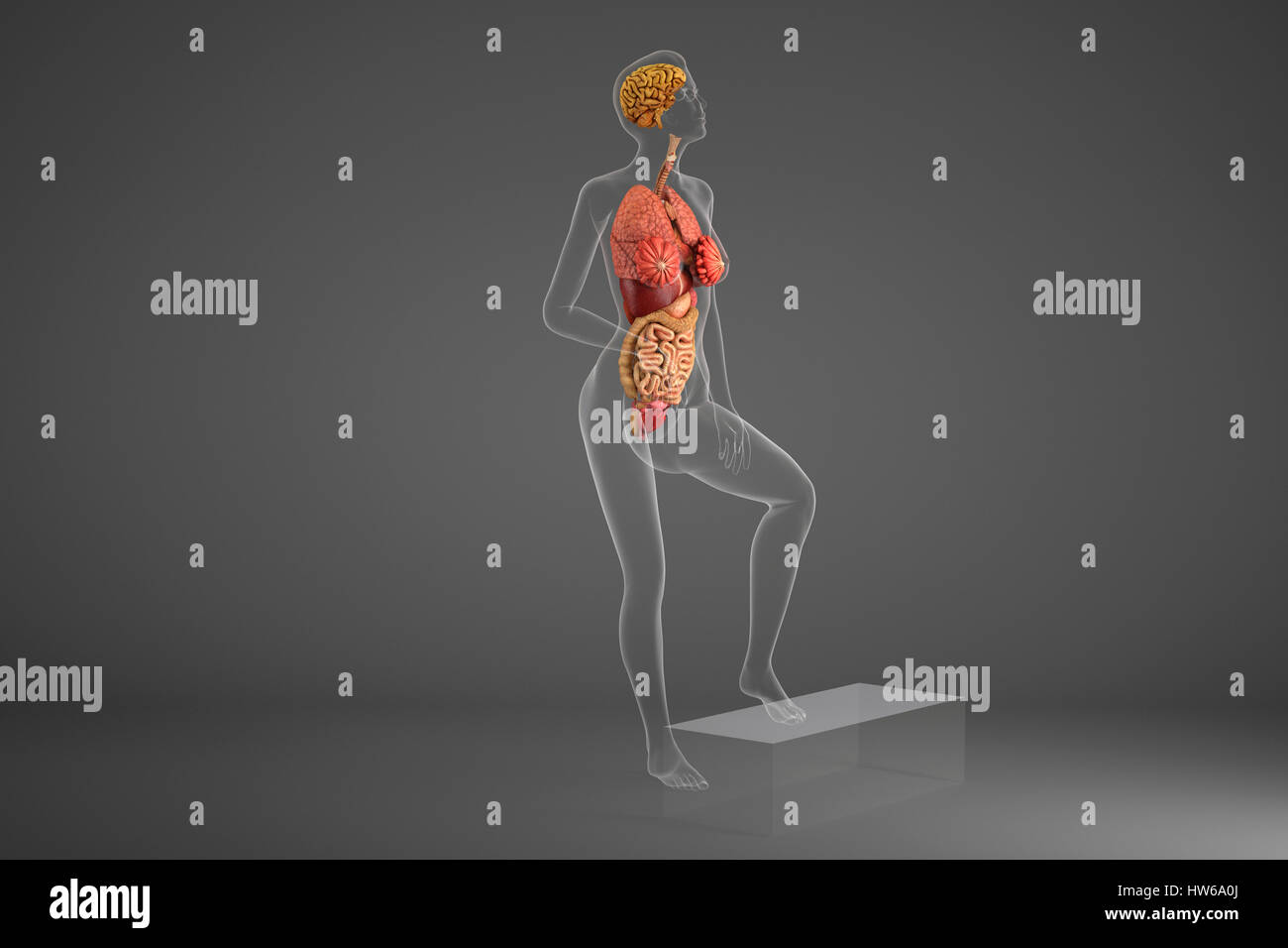 Standing anatomy hi-res stock photography and images - Alamy