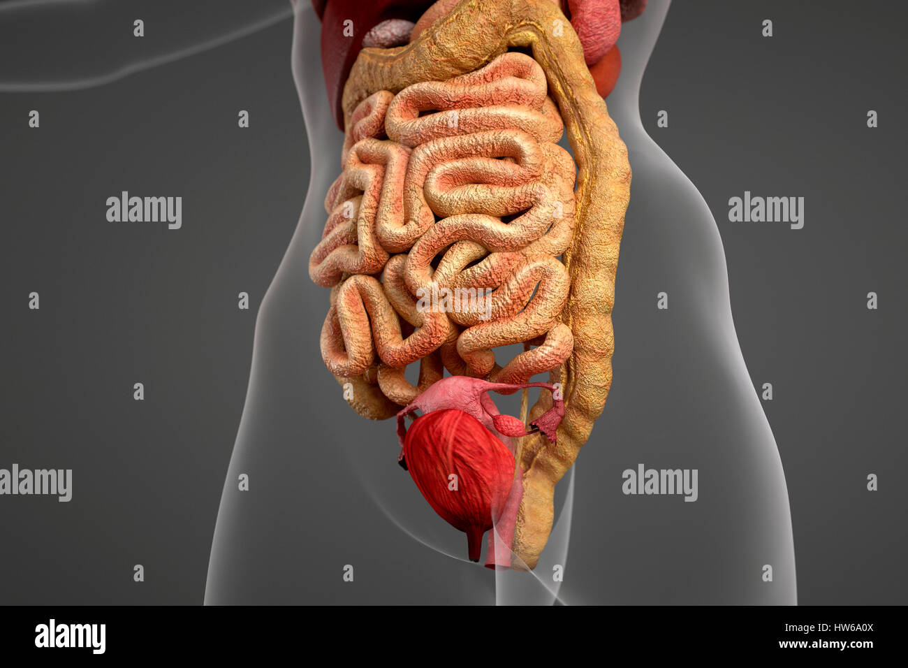 Female intestinal anatomy hi-res stock photography and images - Alamy