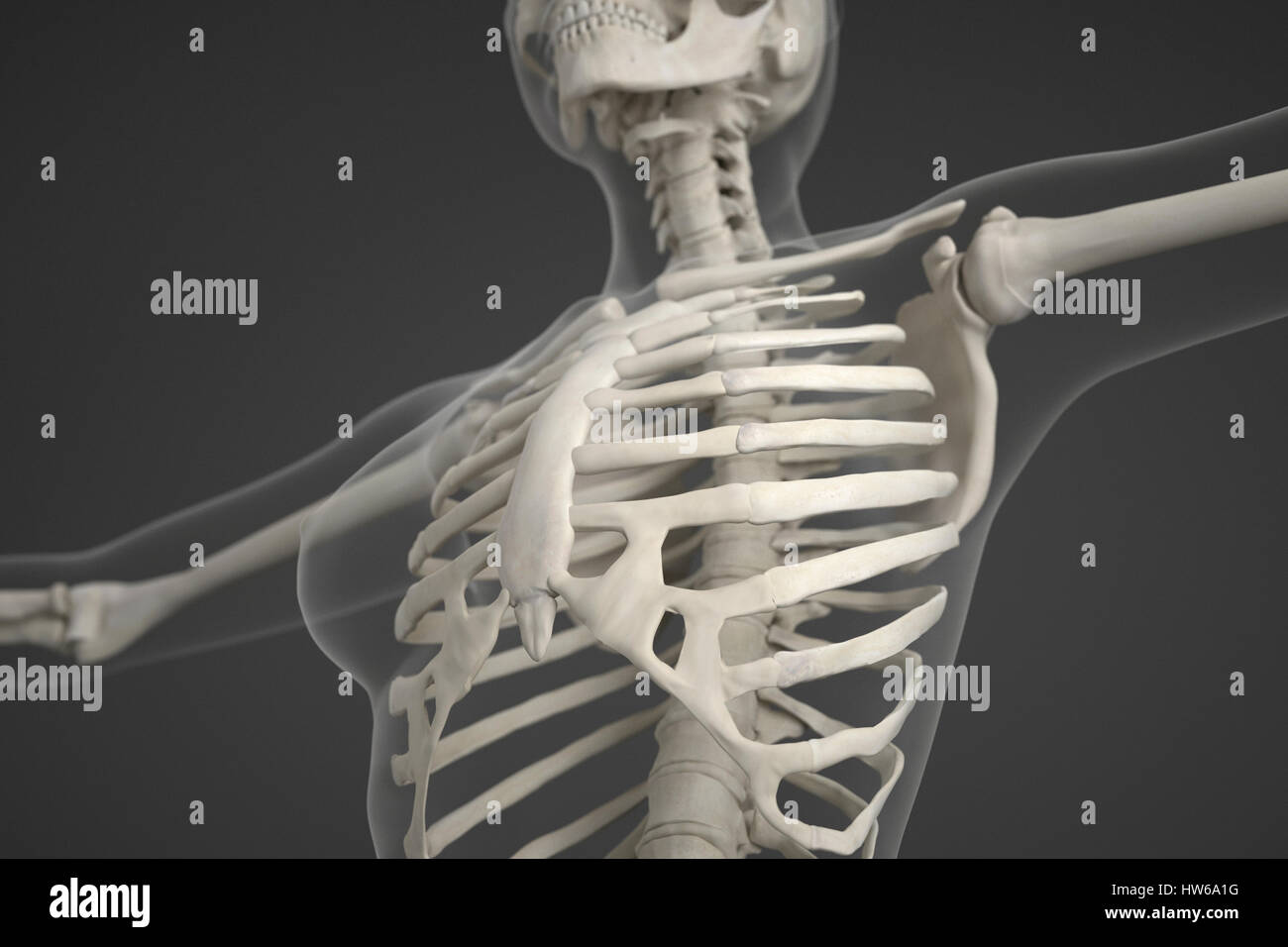 Human skeleton, illustration Stock Photo - Alamy