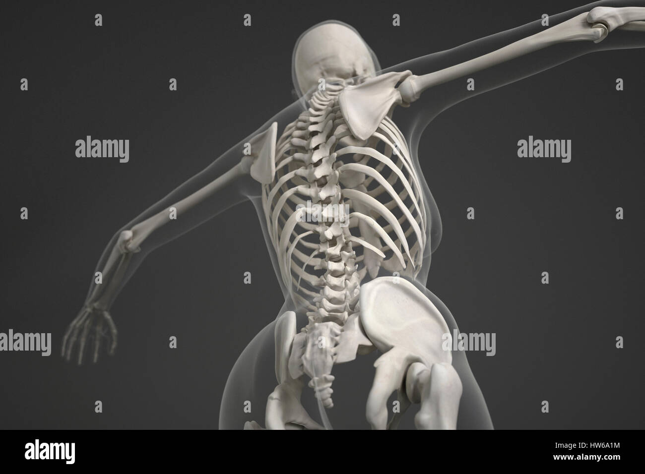 Human skeleton, illustration Stock Photo - Alamy