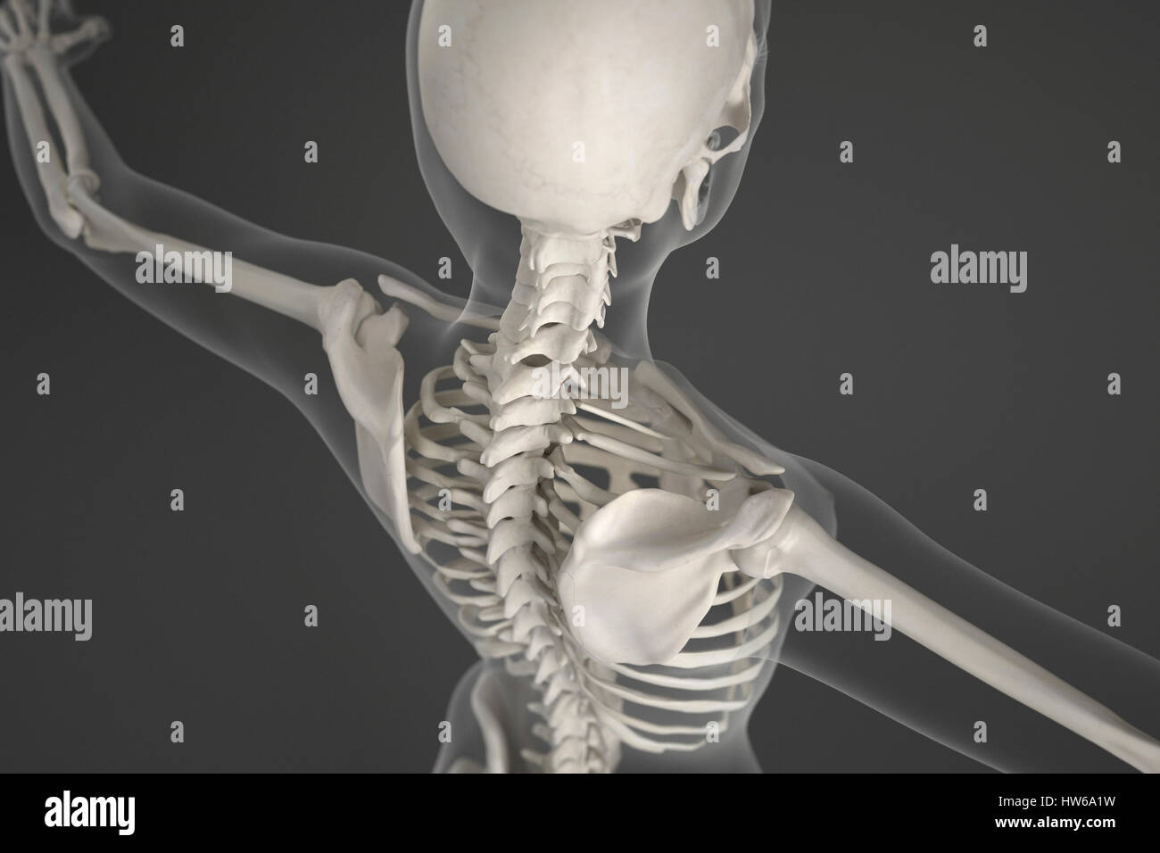 Human skeleton, illustration Stock Photo - Alamy