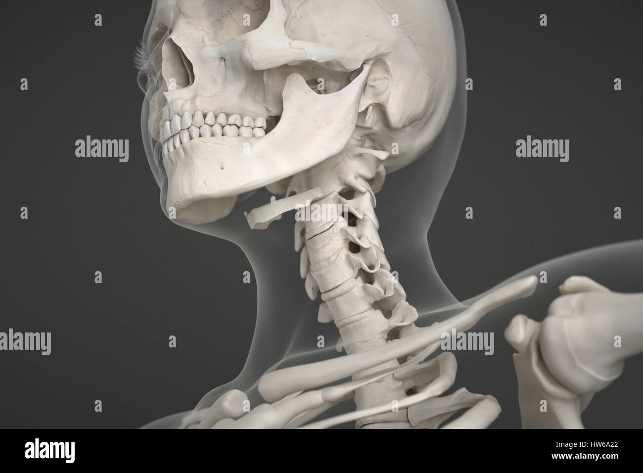 Human neck and skull, illustration Stock Photo - Alamy