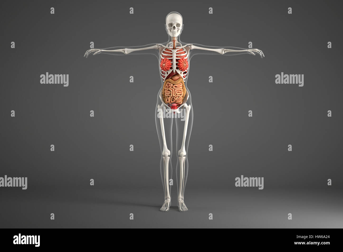 Female internal organs, illustration Stock Photo - Alamy