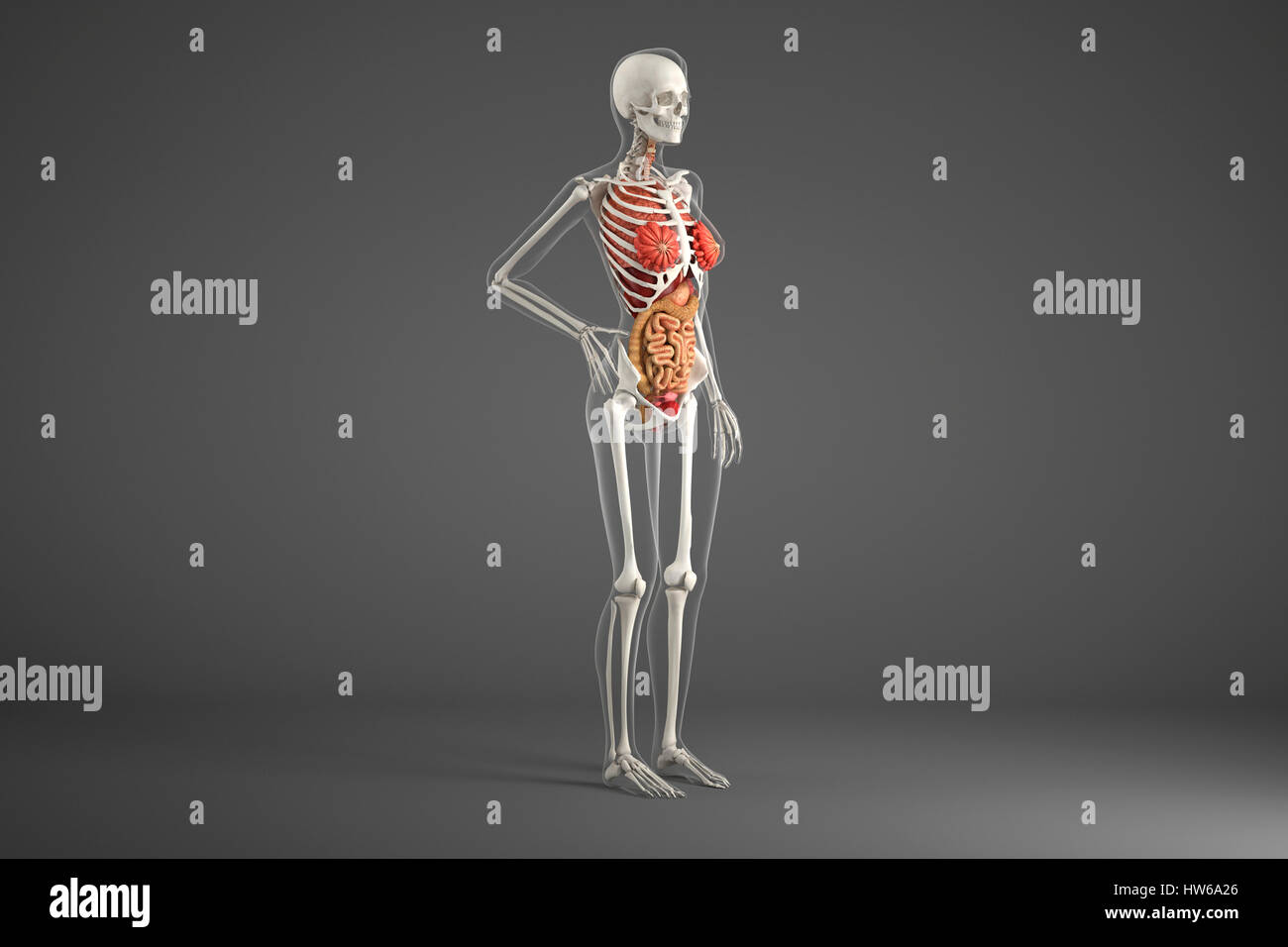 Female Human Organ Systems