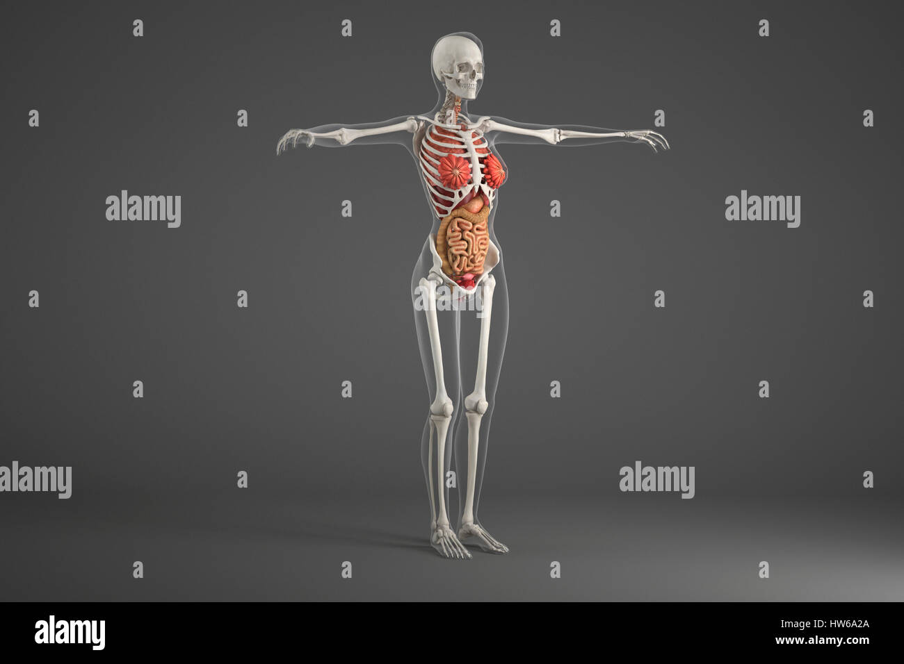 Female internal organs, illustration Stock Photo - Alamy