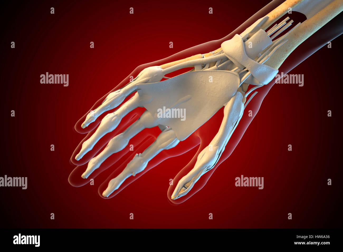 Ligaments of the human hand, illustration Stock Photo - Alamy