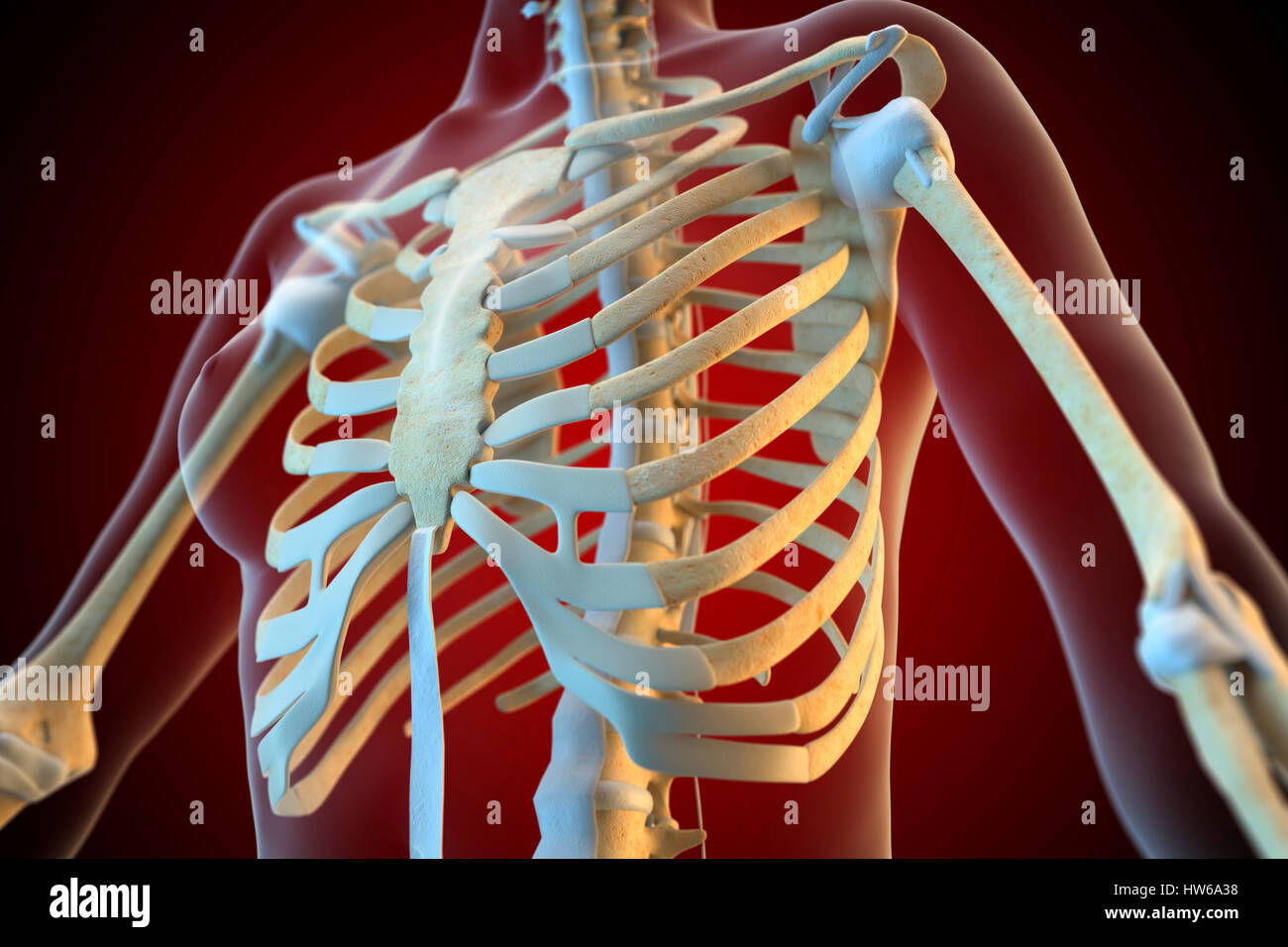 Human thorax hi-res stock photography and images - Alamy