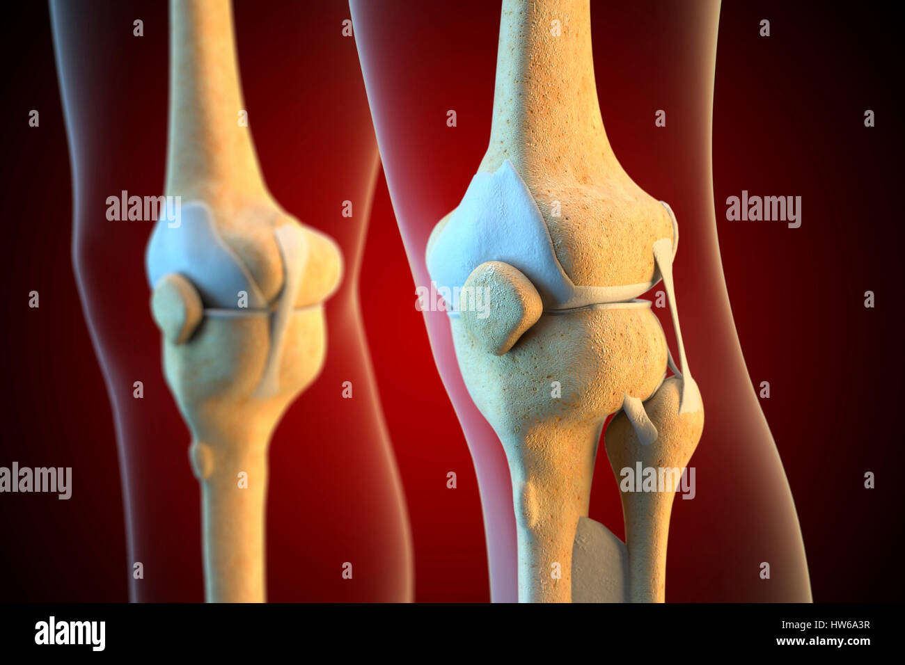 Ligaments of the human knee, illustration Stock Photo - Alamy