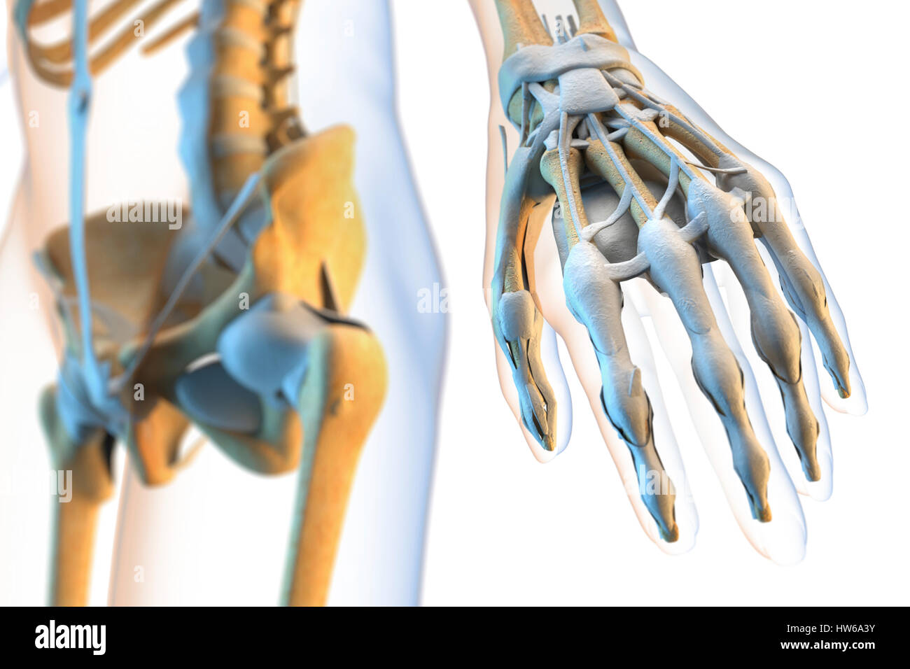 Ligaments of the human hand, illustration Stock Photo - Alamy