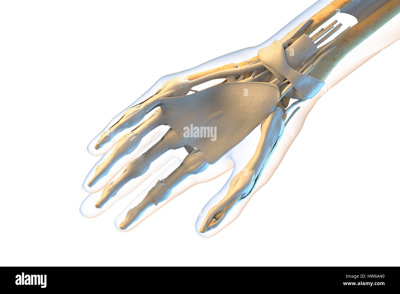 Ligaments of the human hand, illustration Stock Photo - Alamy