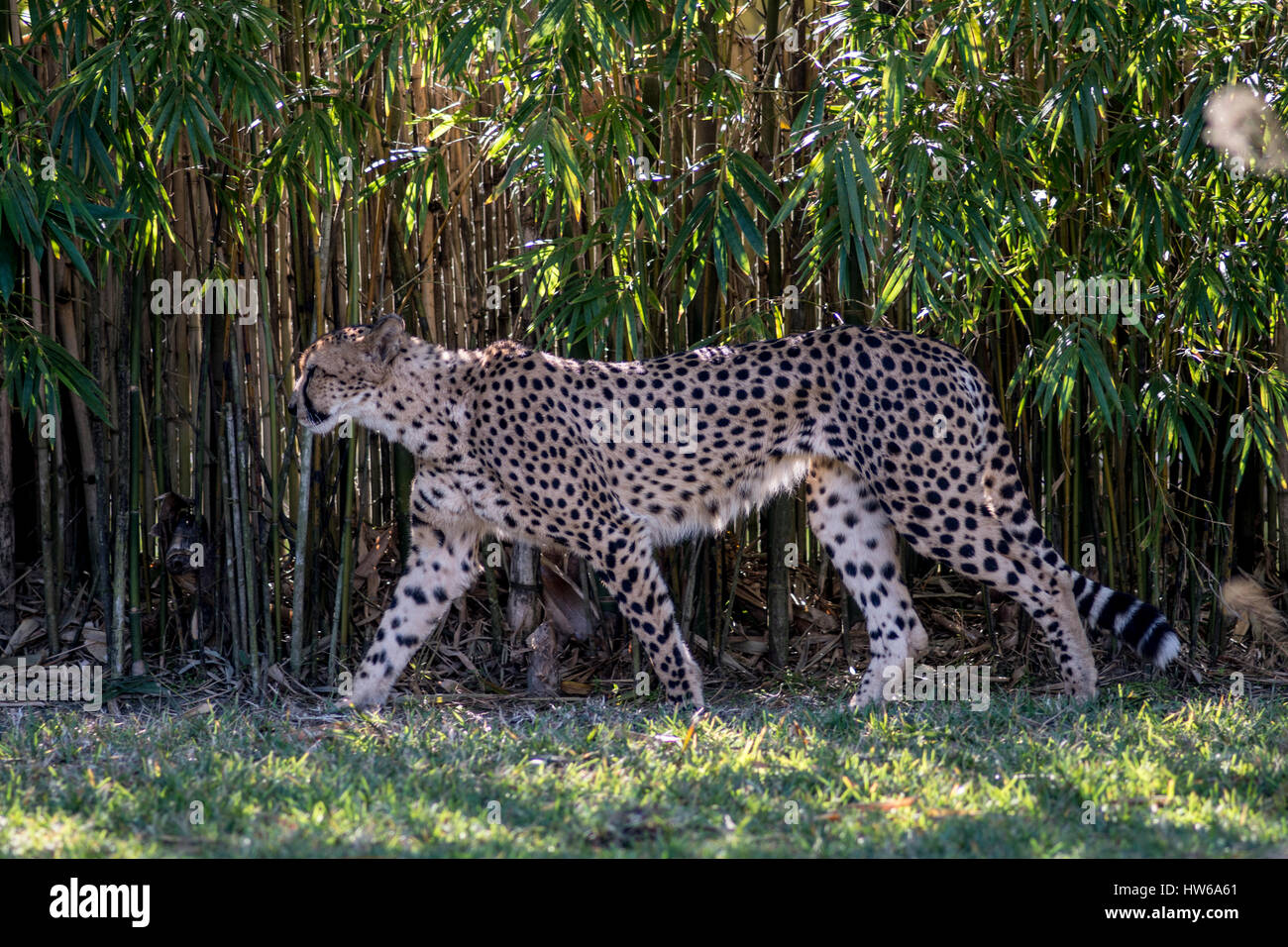 cheetah walking by bamboo Stock Photo - Alamy