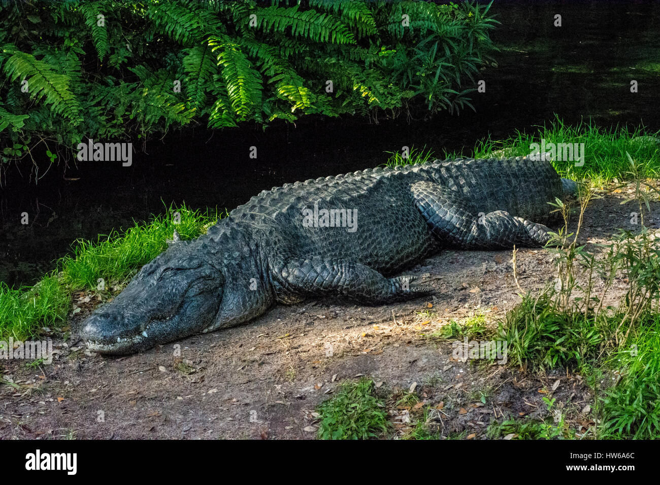 full alligator in sand Stock Photo - Alamy