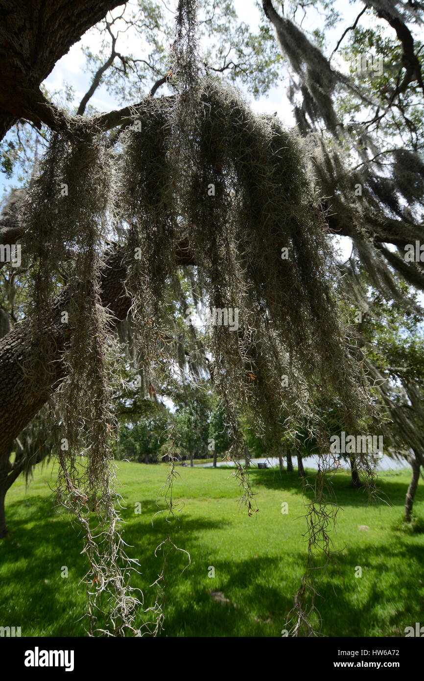 Spanish moss closeup hanging Stock Photo - Alamy