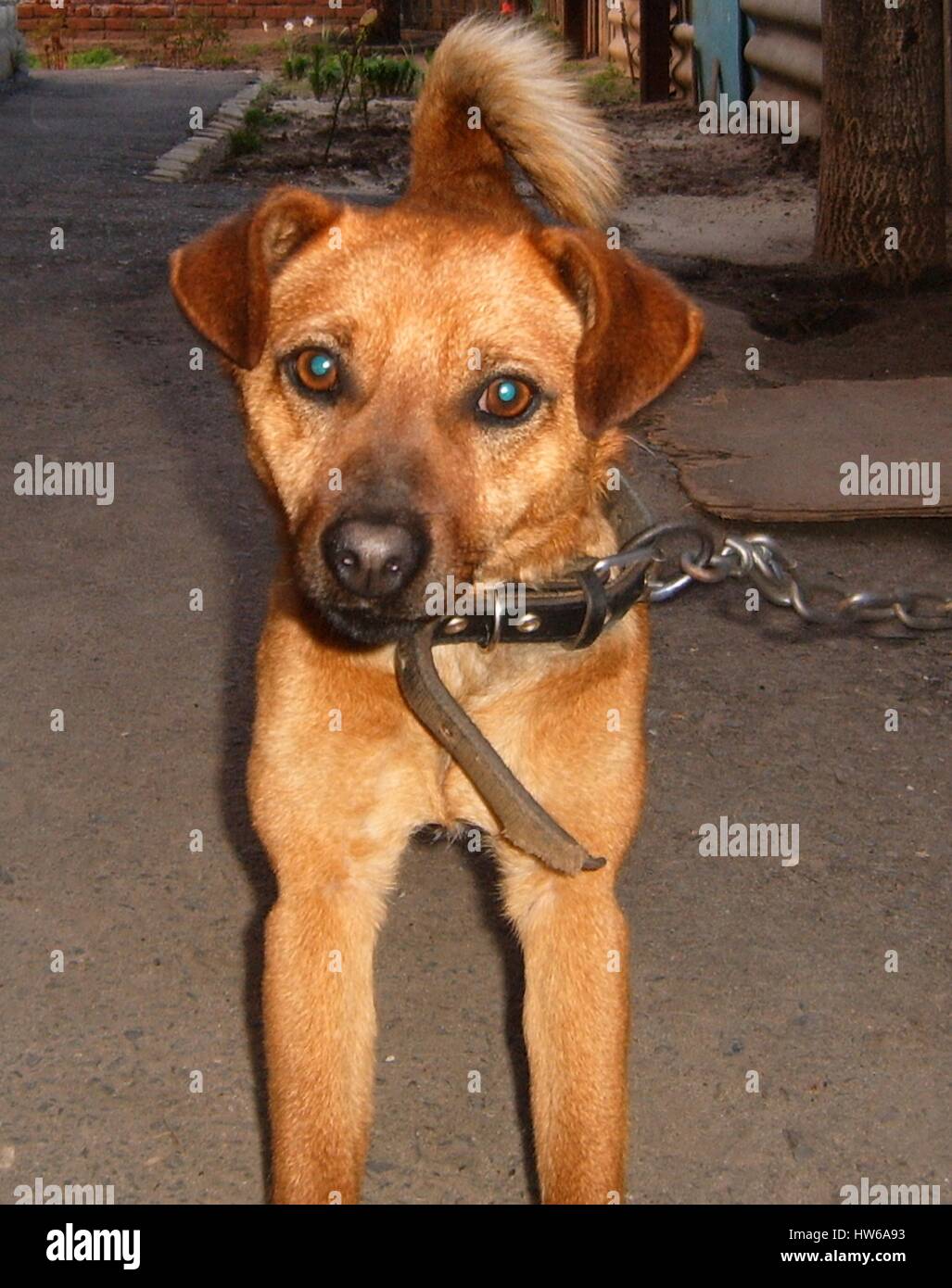 Pets of all people. Loyal friend and good security guard Stock Photo ...
