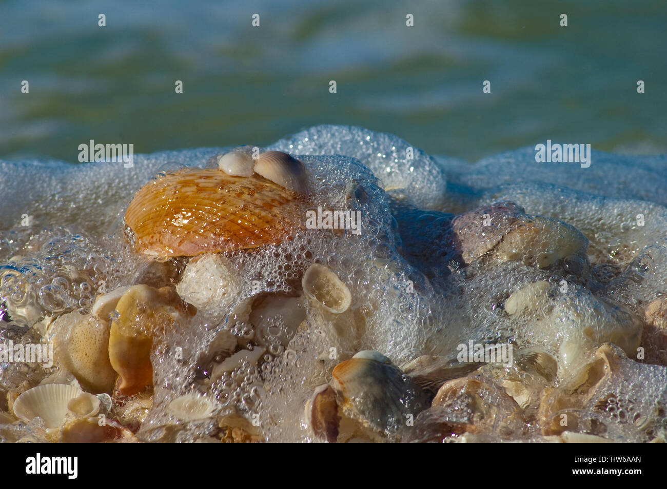 sea shells in the ocean Stock Photo - Alamy