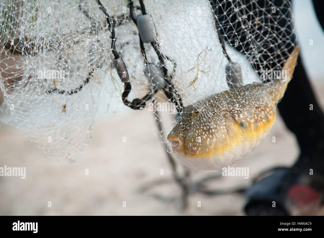 Fish in net Stock Photo - Alamy