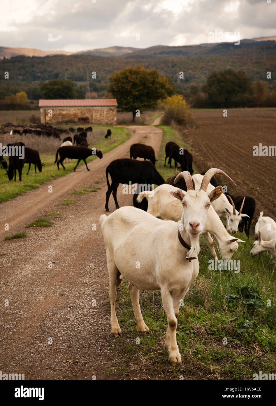 Goats in Tuscany Stock Photo - Alamy