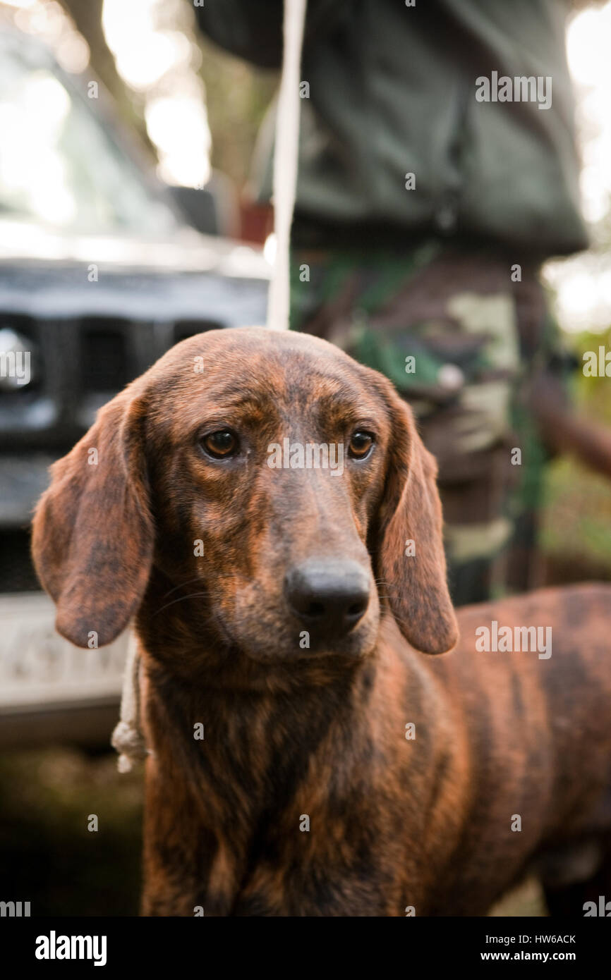 Boar hunting hi-res stock photography and images - Alamy