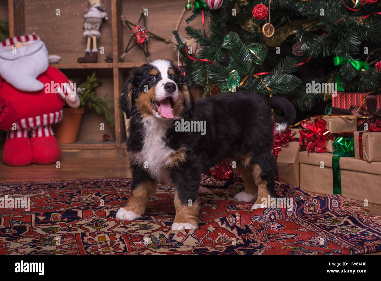 Cute puppy of mountain dog sitting near christmas tree Stock Photo - Alamy