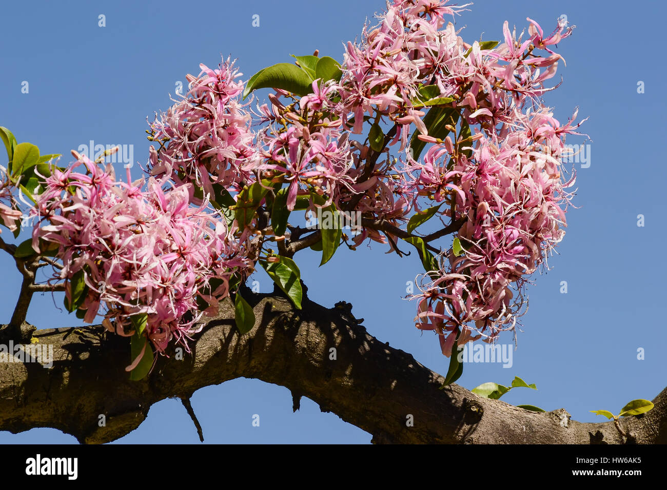 The Bauhinia or Orchid tree Stock Photo - Alamy