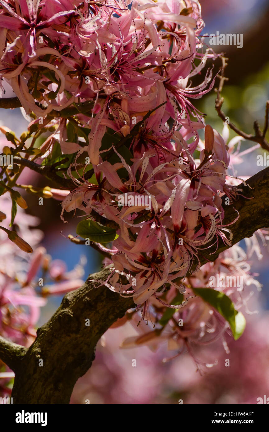The Bauhinia or Orchid tree Stock Photo - Alamy