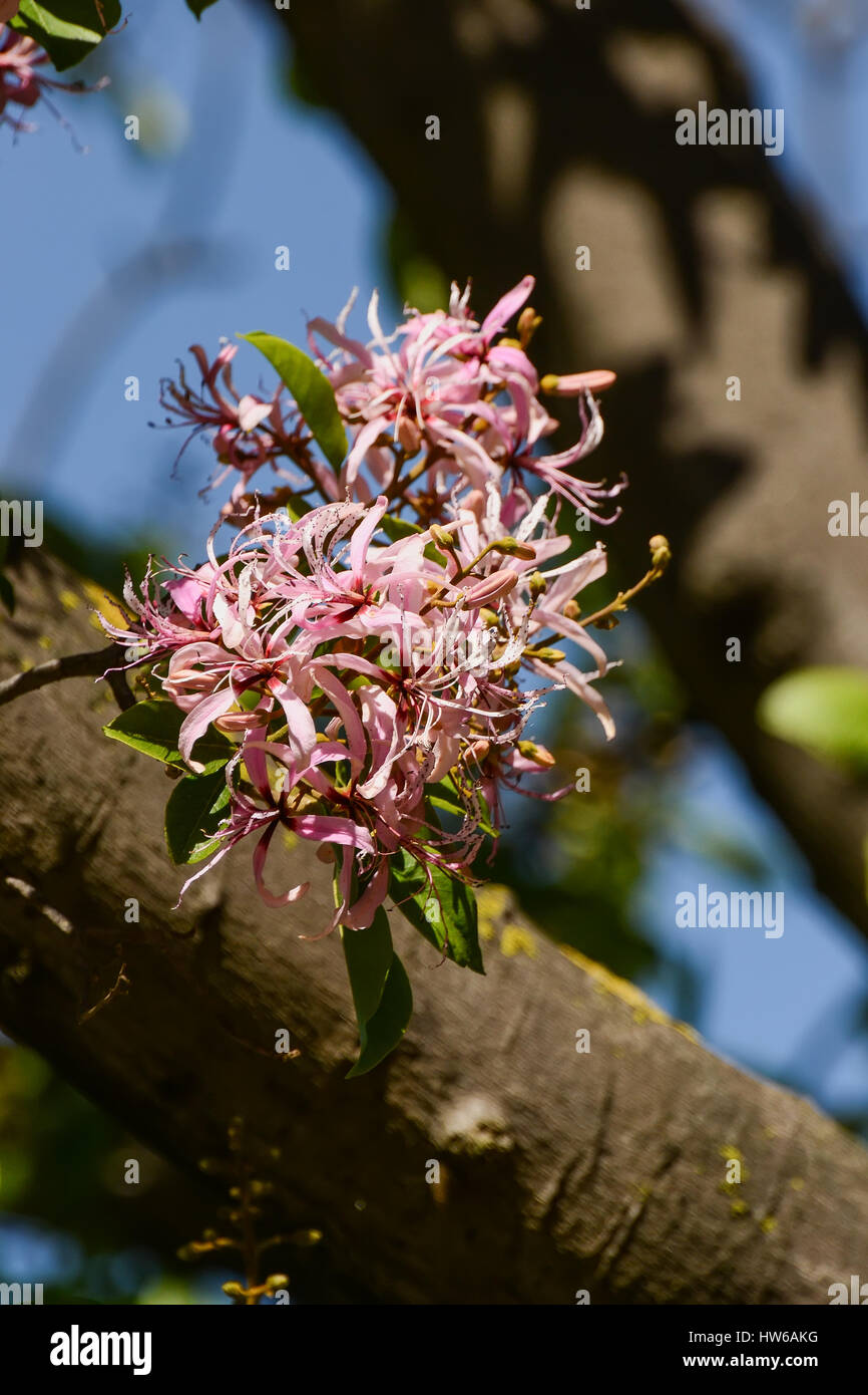 The Bauhinia or Orchid tree Stock Photo - Alamy