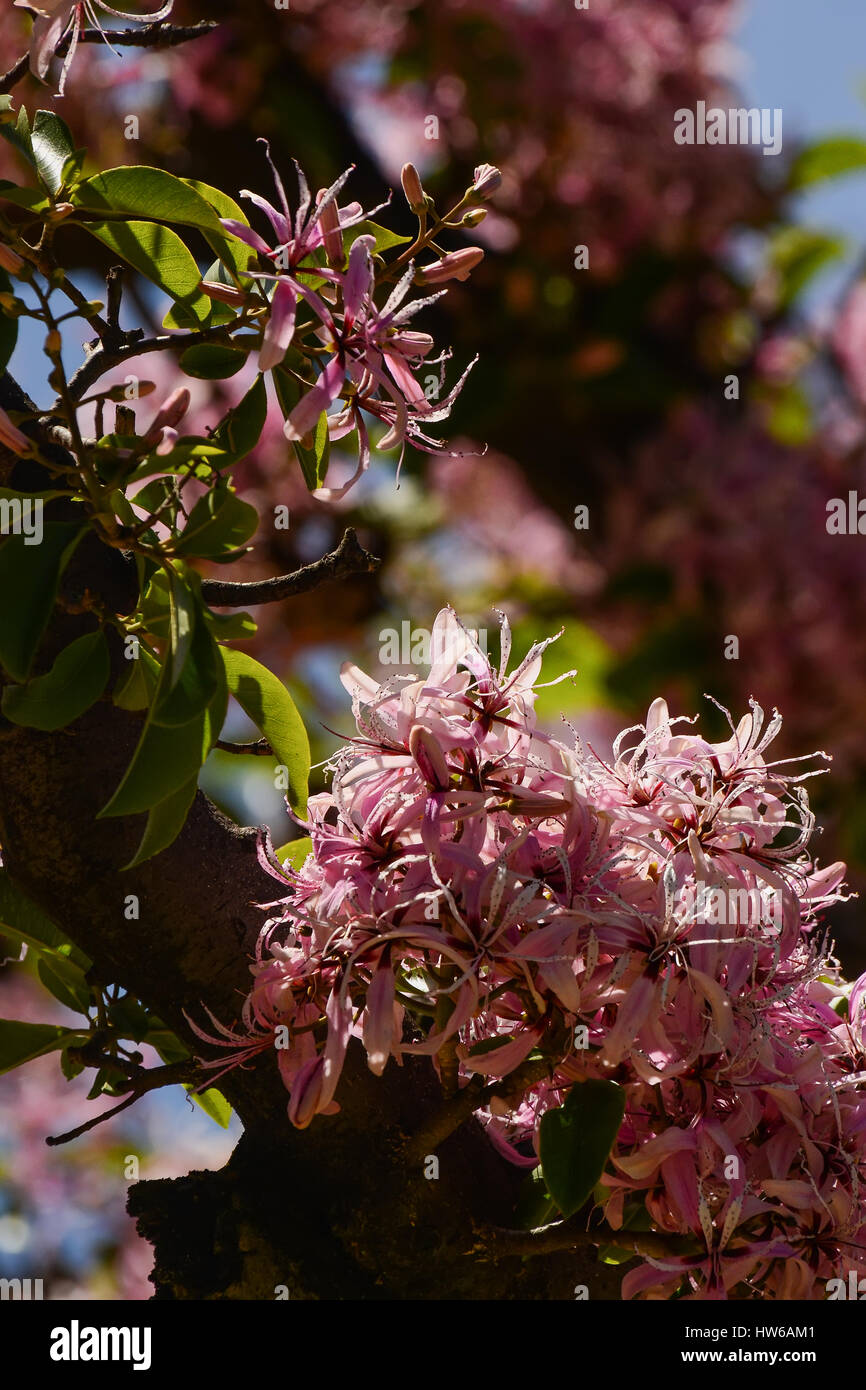 The Bauhinia or Orchid tree Stock Photo - Alamy