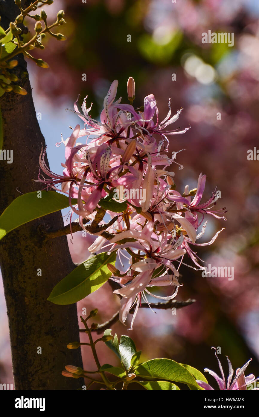 The Bauhinia or Orchid tree Stock Photo - Alamy