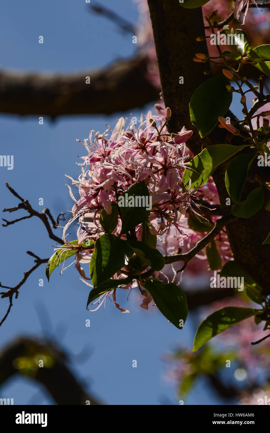 The Bauhinia or Orchid tree Stock Photo - Alamy