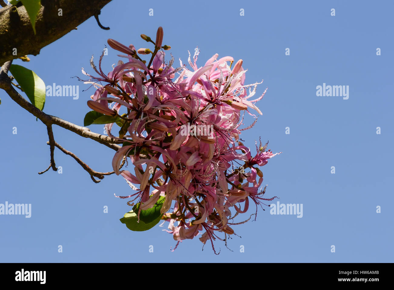 The Bauhinia or Orchid tree Stock Photo - Alamy